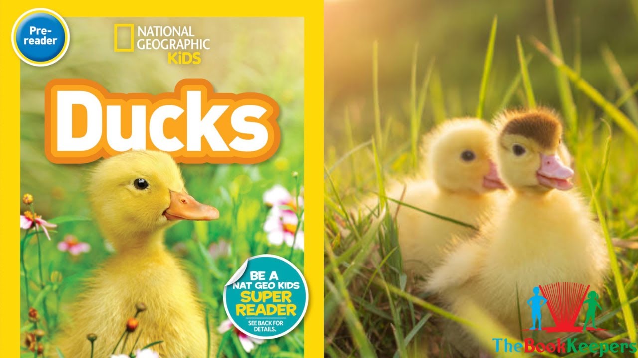 🐣🐥Kids Book Read Aloud: National Geographic Kids : DUCKS - YouTube