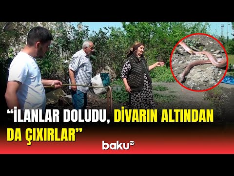 İlanlar evlərə hücum etdi | Bərdə sakinlərini dəhşətə salan hadisə