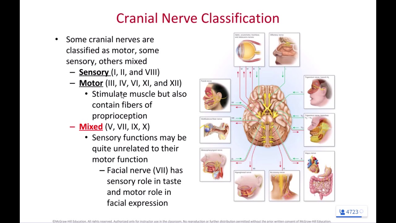 Brain and Integrative Functions (Part 2 of 2) - YouTube