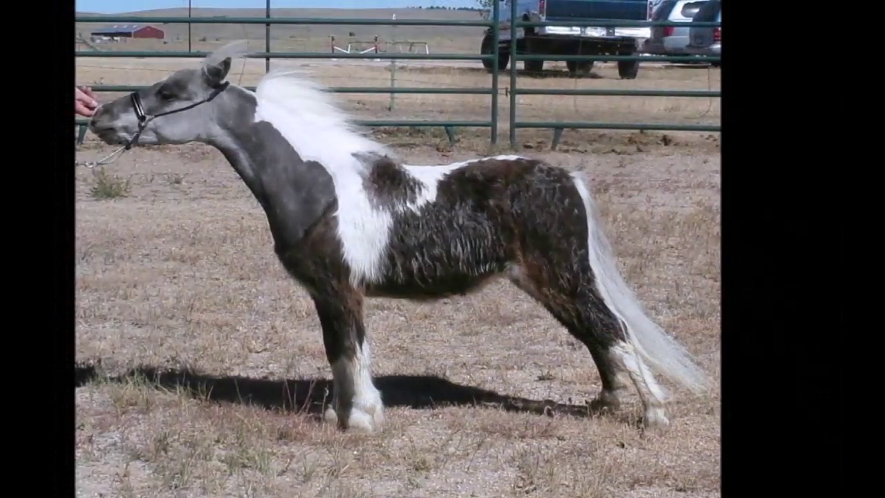 HLL Undeniably Divine - 2017 AMHA/AMHR Silver Dapple Tobiano Pinto ...