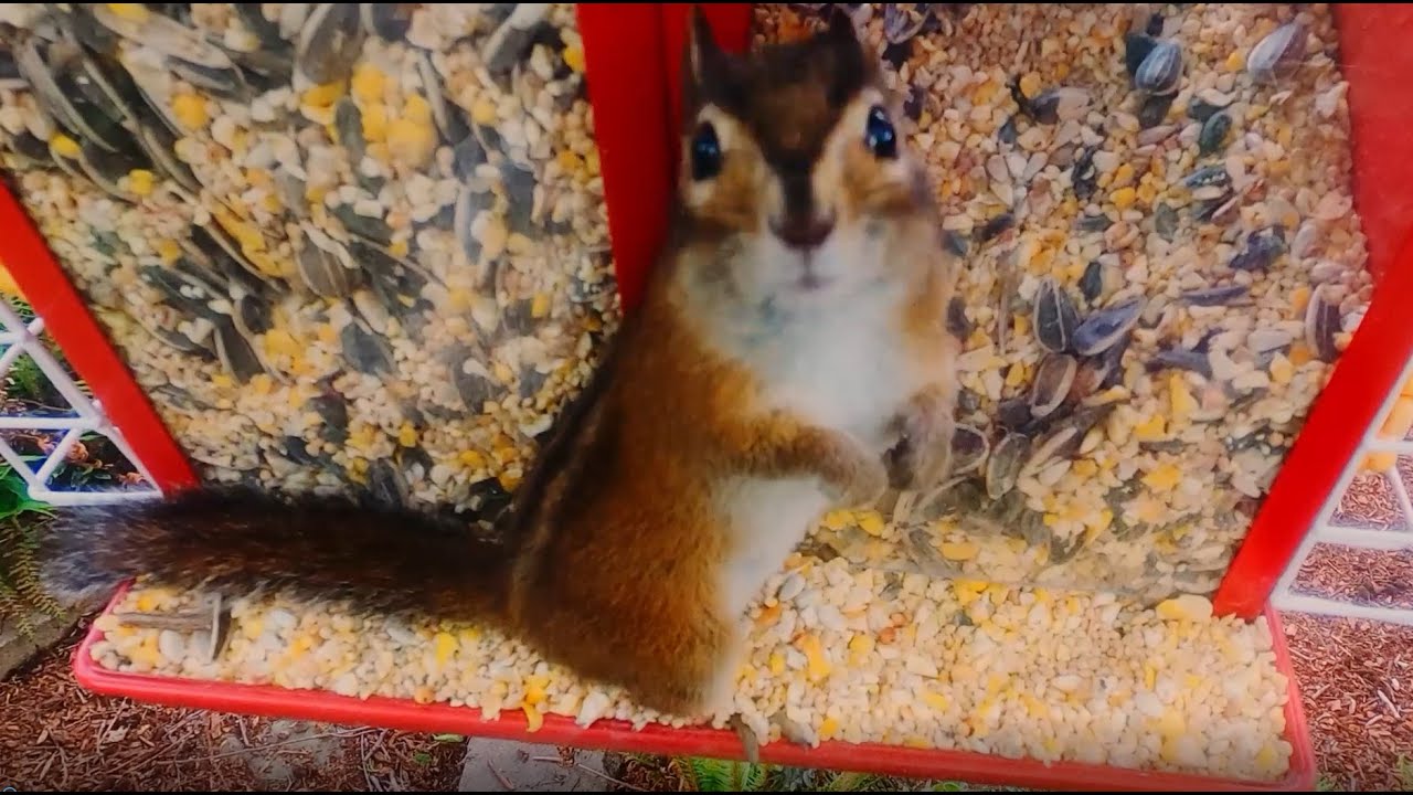 Chipmunk - Videos for Dogs, Cats, and more - YouTube