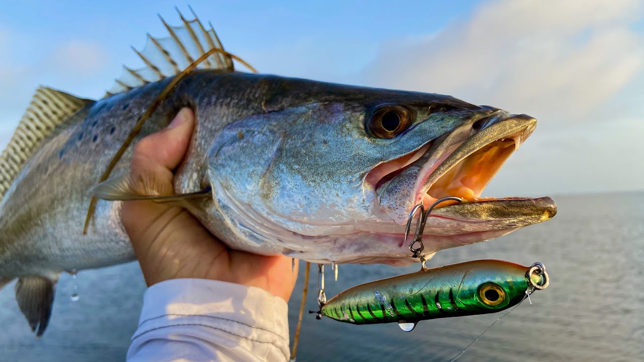 Epic Topwater Bite Proves Spring Run Has Begun! - YouTube