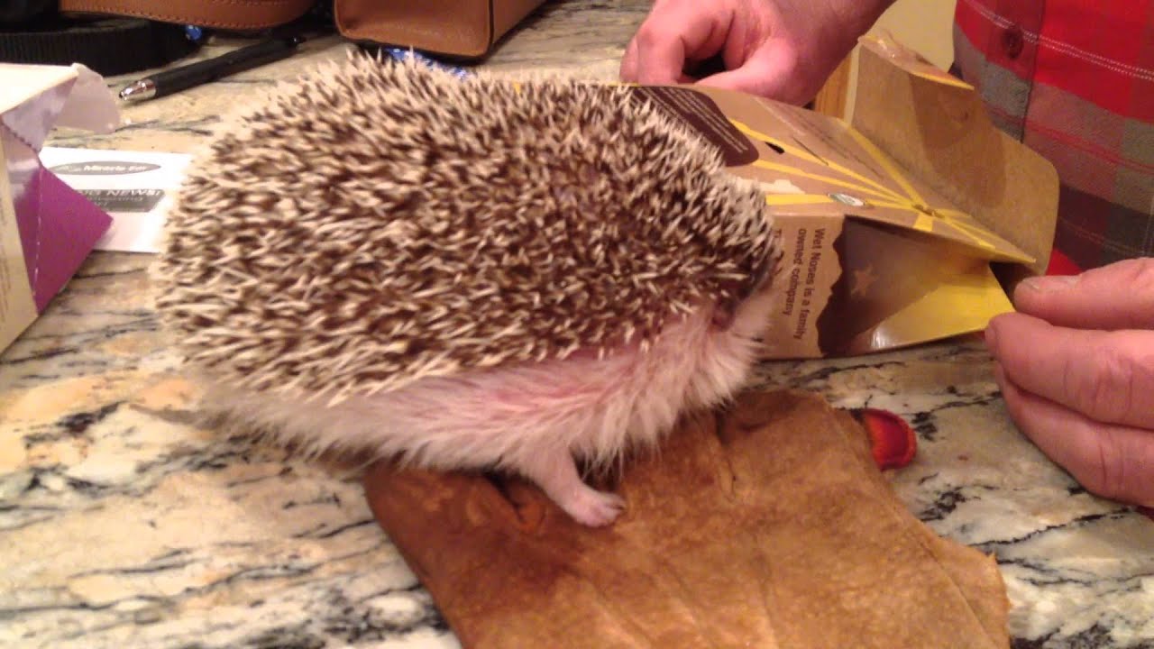 Hedgehog Playing part II - YouTube