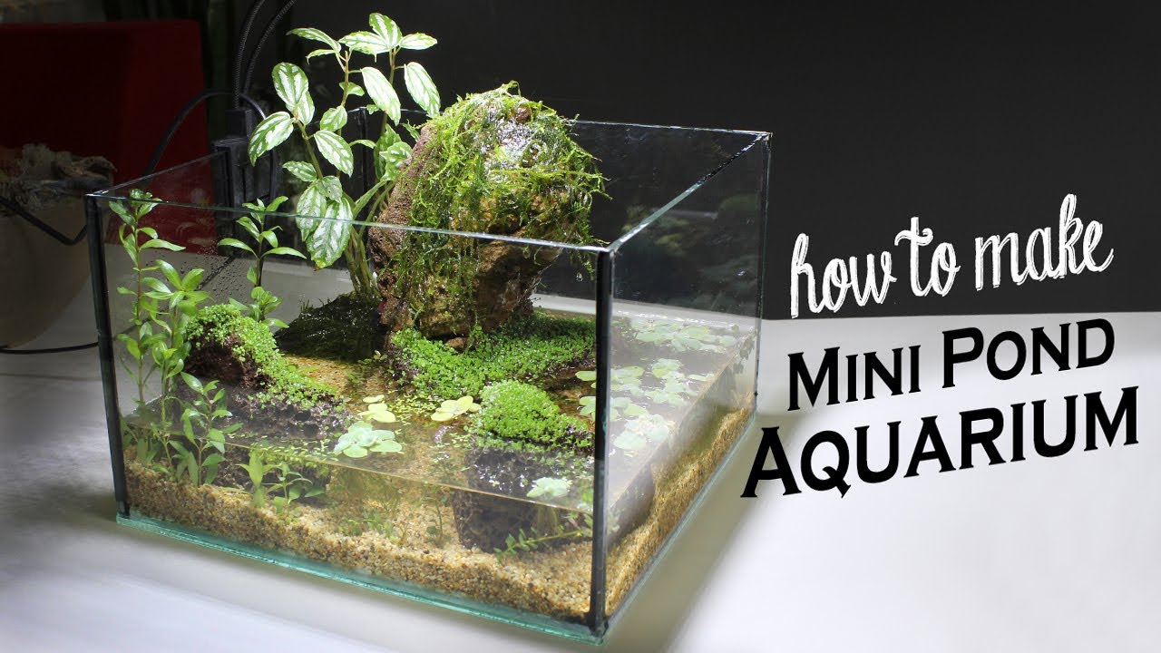 DIY Mini Pond Aquarium - Carpet Hill - YouTube