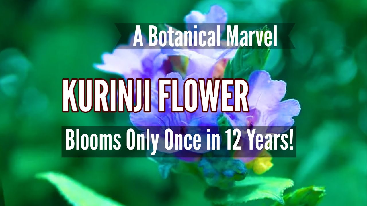 12-YEAR WONDER :The Magic of KURINJI Flowers! | Why the Kurinji Flower ...