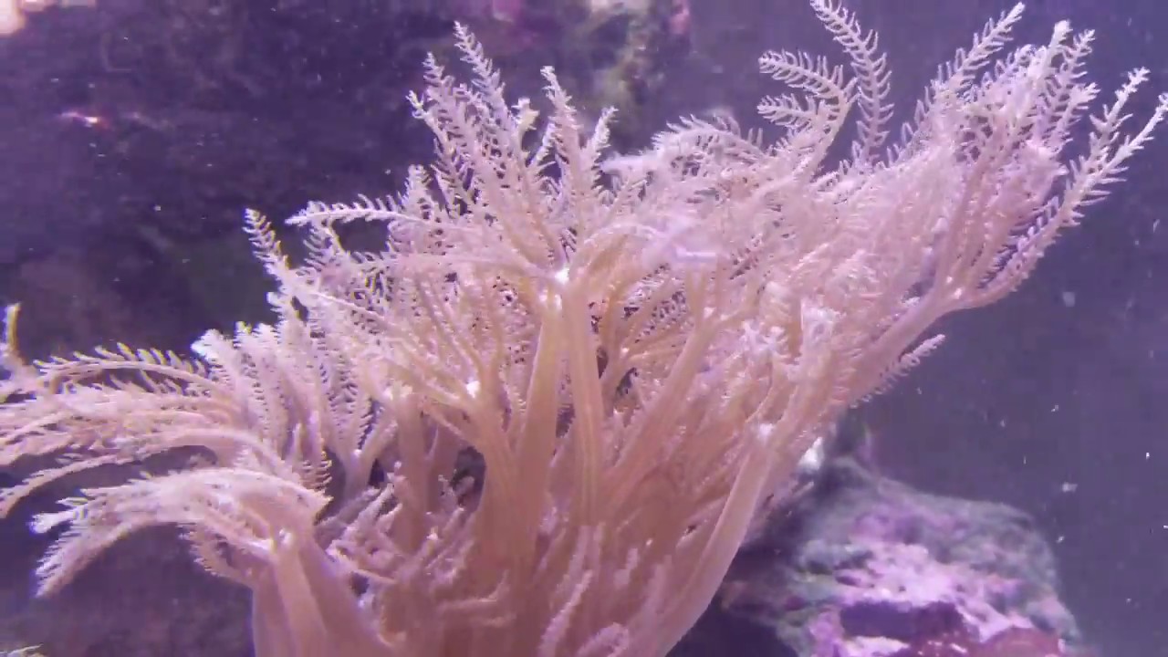 Giant Anthelia in our 240 gallon salt water Aquarium - YouTube
