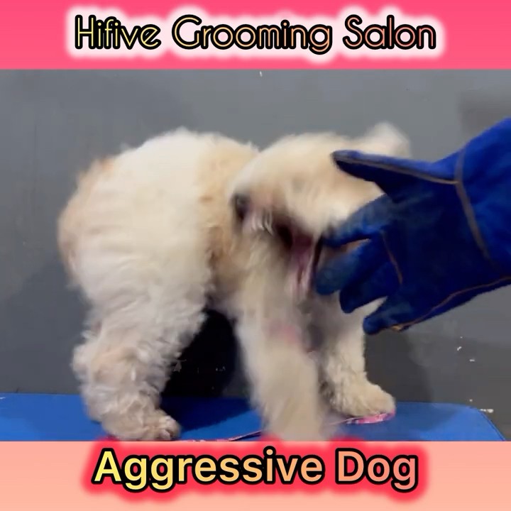 Aggressive Dog Grooming Hifive Petshop & Grooming Salon Jl.A.A.Maramis ...