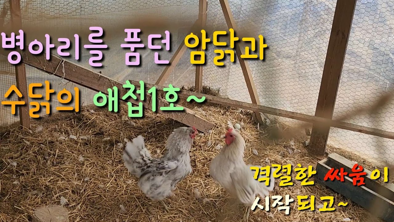 청계 어미닭의 모성 청계닭의 첩 청계병아리 엄마닭만 찾아요 숫닭의 암닭들 서열순위~♡♡♡ Youtube