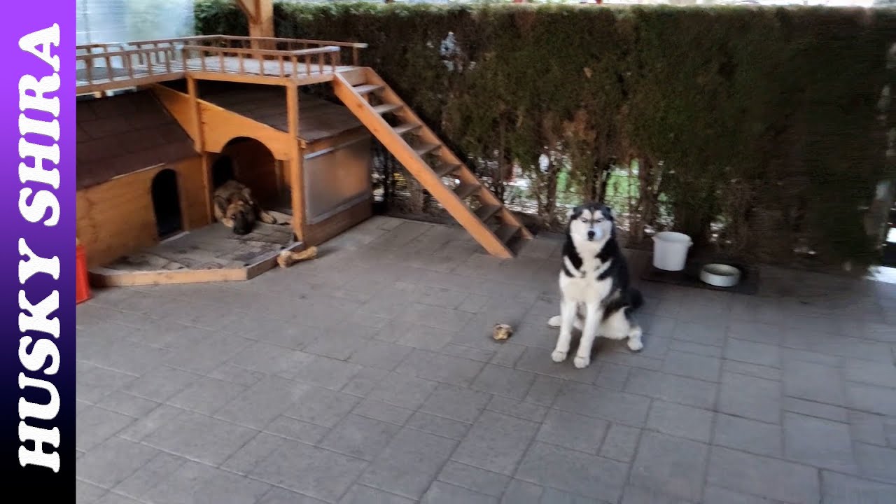 Miss Shira The Guilty Husky - YouTube