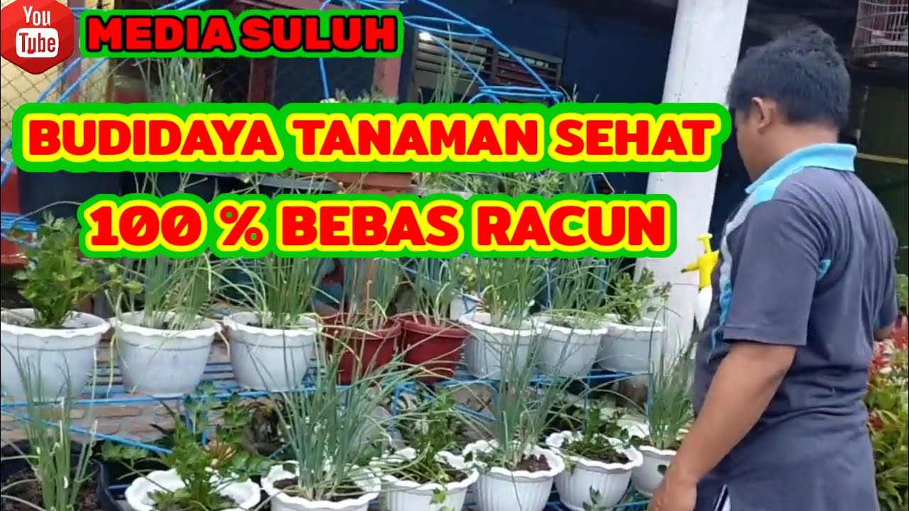 Cara Budidaya Tanaman Sehat Bebas Racun - YouTube