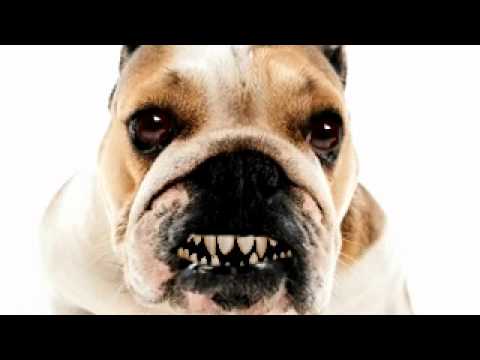 angry kfc dog) - YouTube