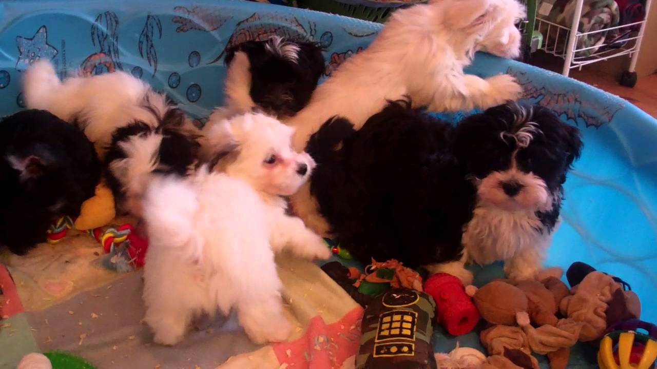 Havanese & Havaton Puppies for sale in Central Pennsylvania - YouTube
