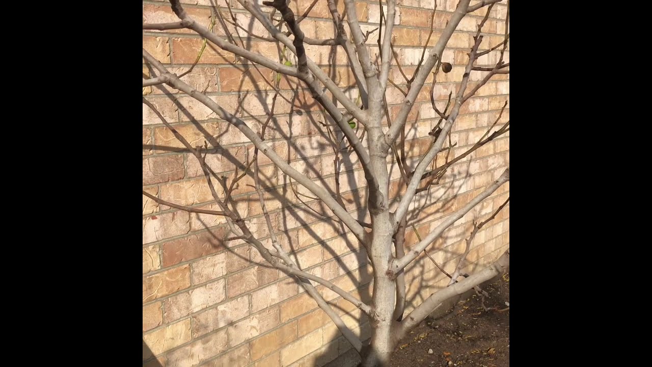 WINTERIZING FIG TREE- METHOD 2 - YouTube