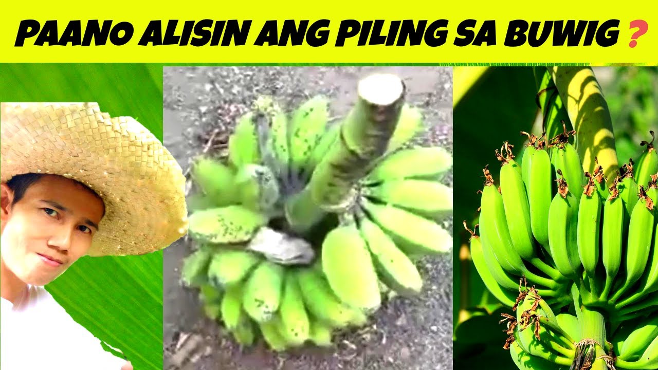 PAANO ALISIN ANG PILING SA BUWIG NG SAGING ( HOW TO HARVEST BANANA ...