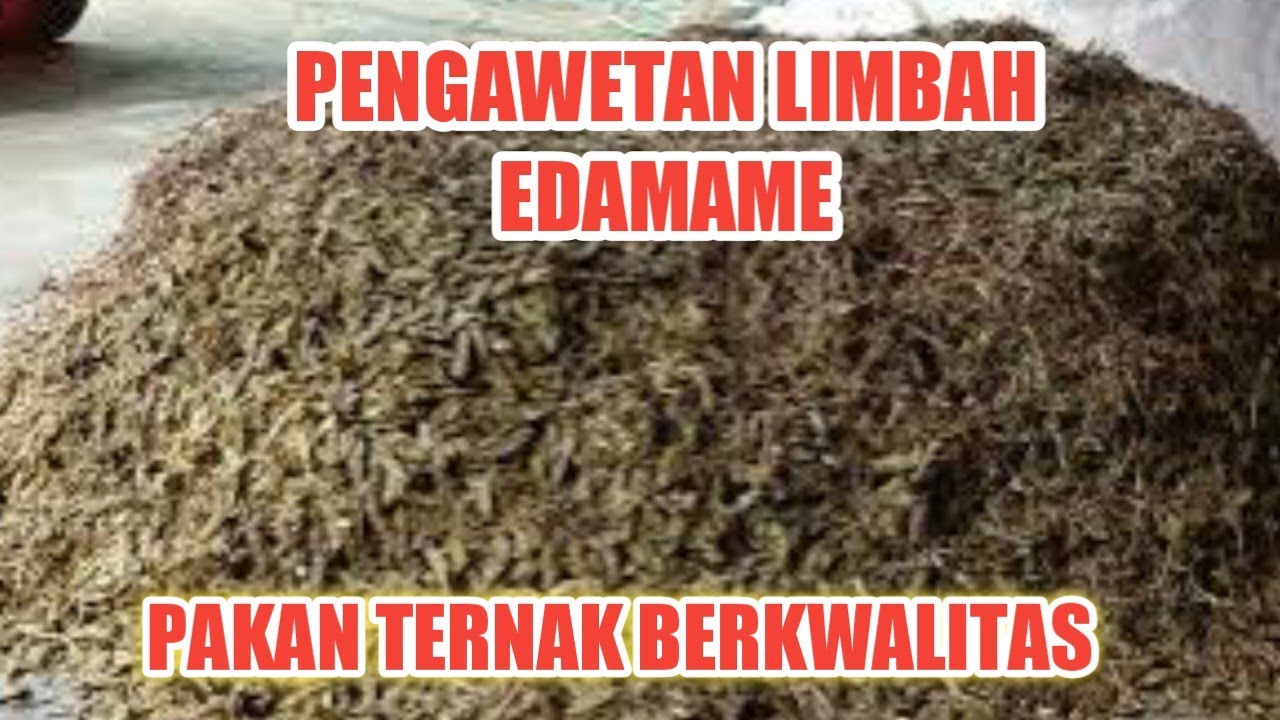 Cara Pengawetan Kulit Kedelai Edamame #pakanternakmurah - YouTube