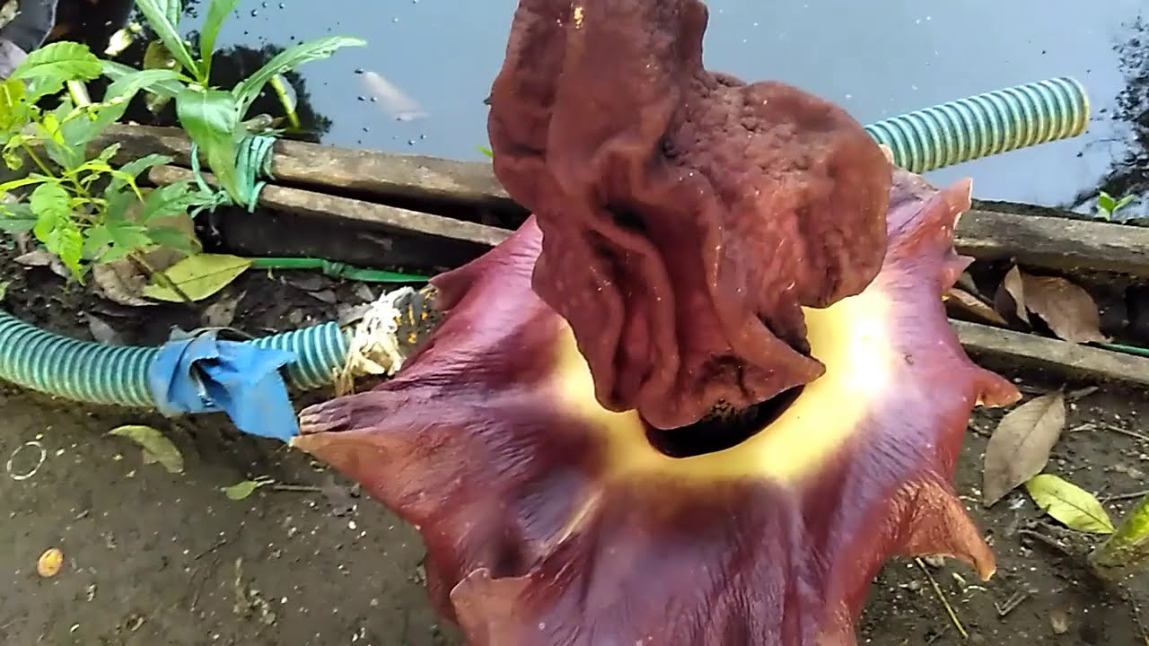 How To Grow Big Flower in The World | Cropse Flower Cultivation - YouTube