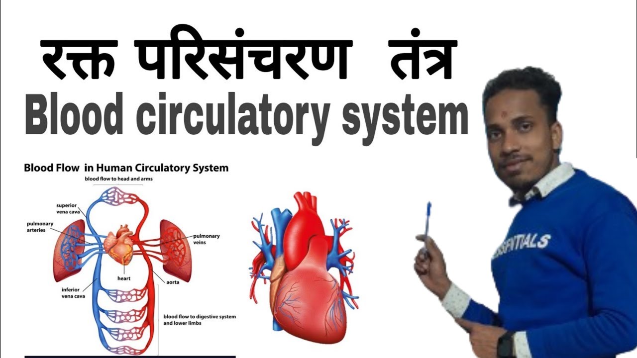 Blood circulatory system in human Class 10 II RBC WBC || Blood vessels ...