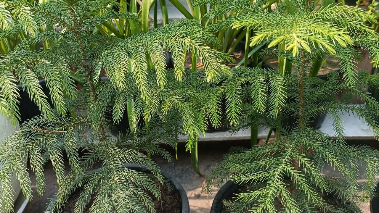POOJA GARDEN is live - YouTube