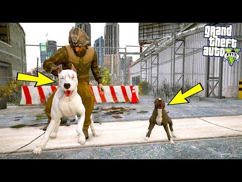 YAVRU PİTBULL İLK KEZ BABASIYLA KARŞILAŞIYOR!(KAVGA ETTİLER) - GTA 5