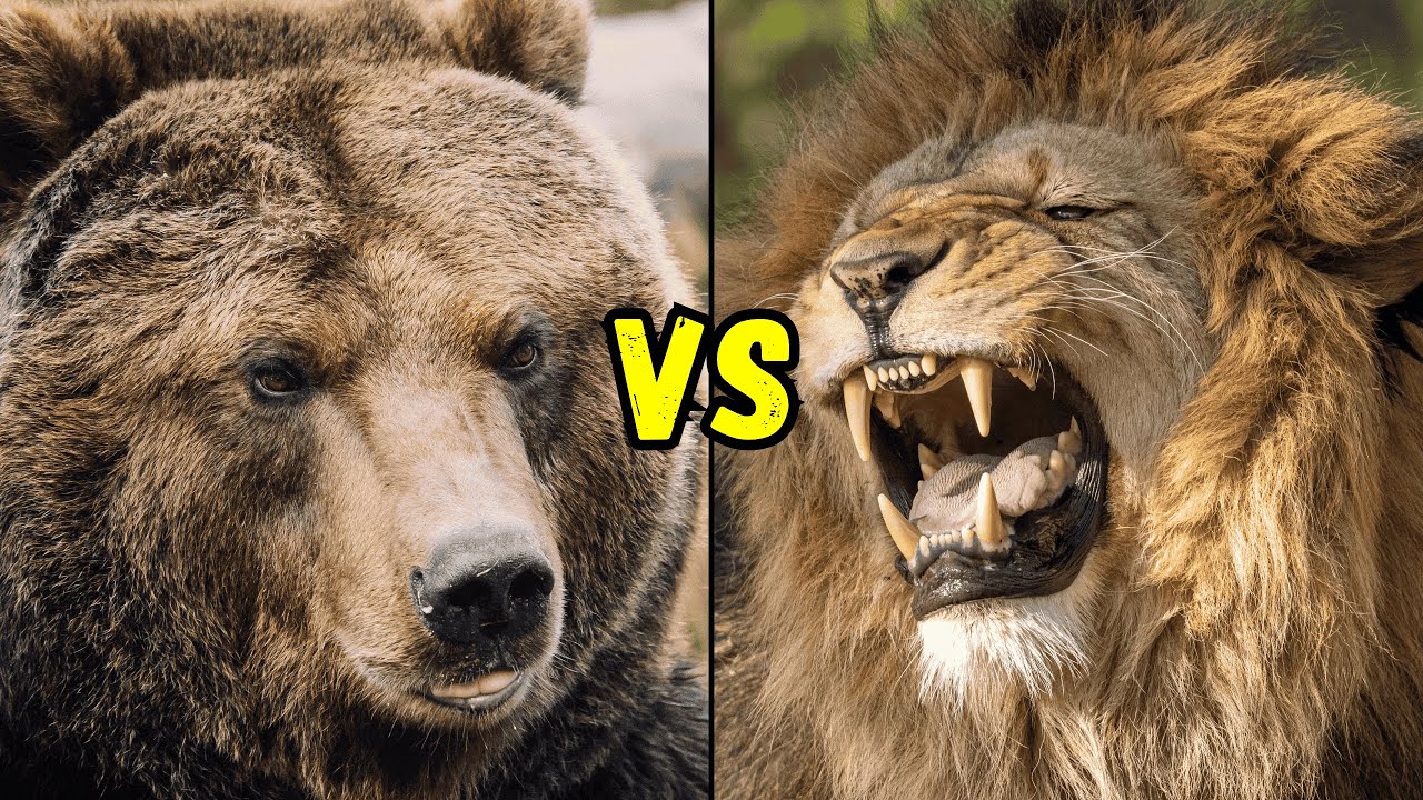 Orso Grizzly Che Combatte Un Leone
