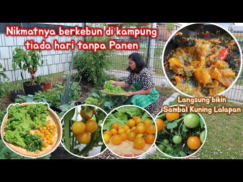 bikin Sambal Kuning pakai Tomat Kuning hasil Panen di Kebun, makan dgn ...