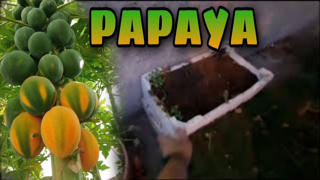PAGLILIPAT NG TANIM NA PAPAYA SA POT | EP90-2022 FAMILY DRIVER SA SAUDI ...