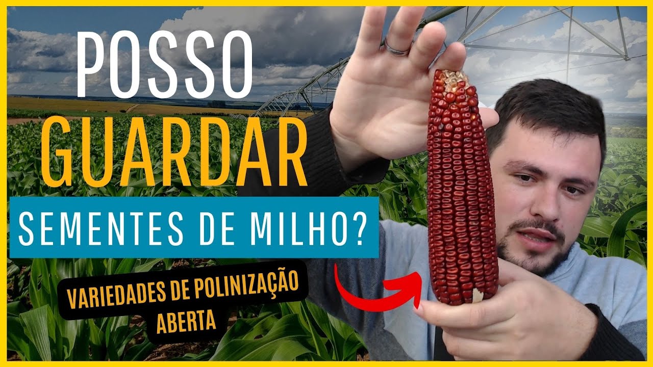 Posso guardar semente de milho de um ano para o outro? - YouTube