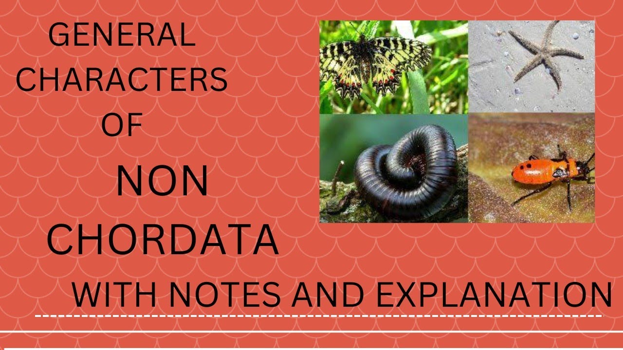 GENERAL CHARACTERS OF NON-CHORDATA|NOTES WITH EXPLANATION|#zoology|#bsc ...