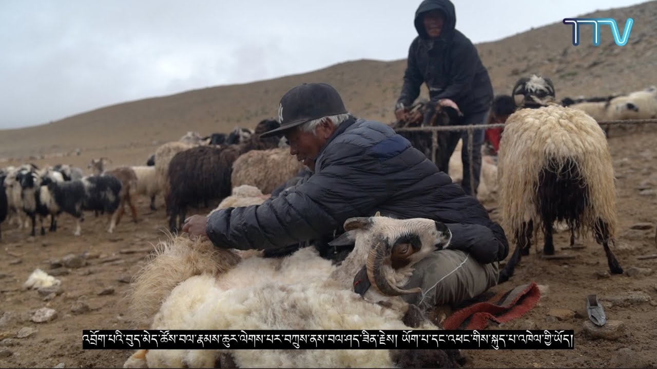 Kheythak - The Allegory of Tibetan Nomadic Textile - YouTube