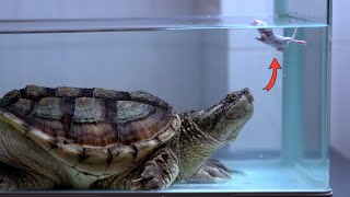 Snapping Turtle Bites Mouse In Half