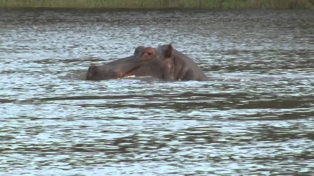 Videoing hippo from the boat - YouTube