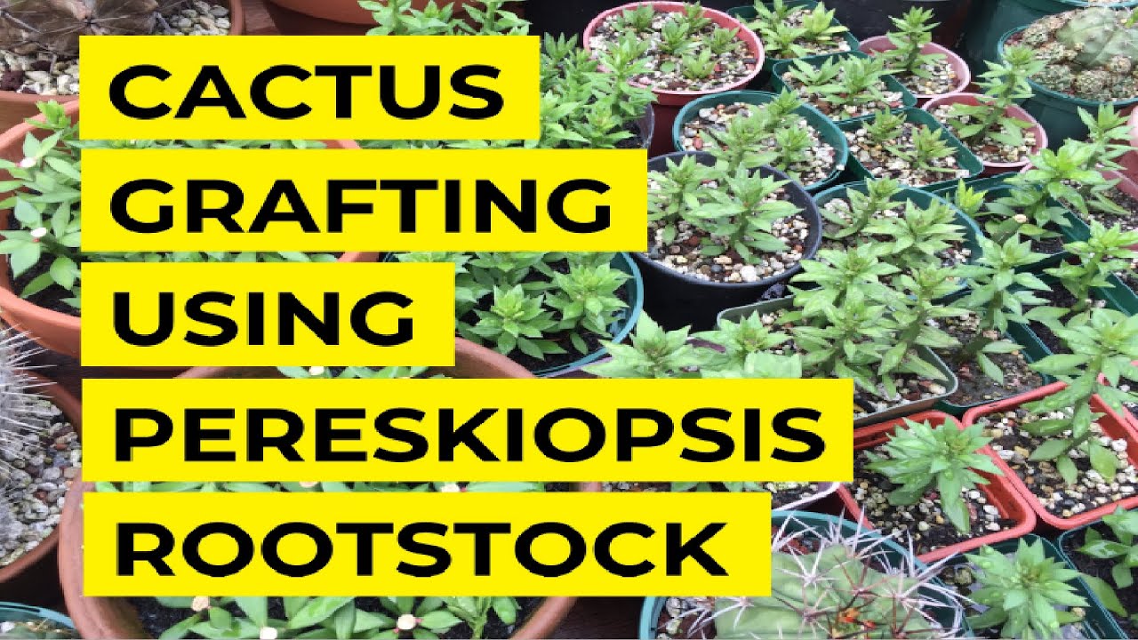 Cactus grafting using Pereskiopsis spathulata rootstocks - YouTube