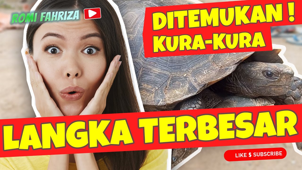 Ketemu Nih! Kura-kura Langka se-Asia! | Baning Coklat Manouria Emys ...