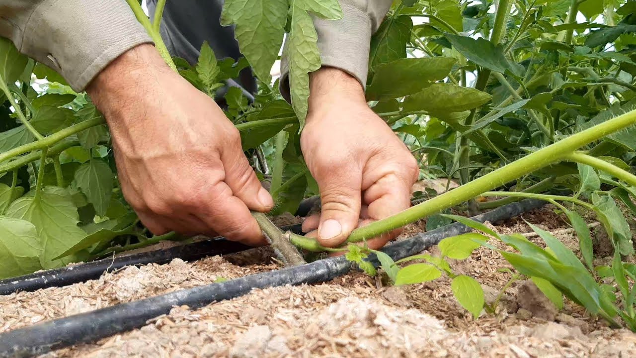 Poda y Deshoje de tomate pietro bajo invernadero, técnicas de cultivo ...