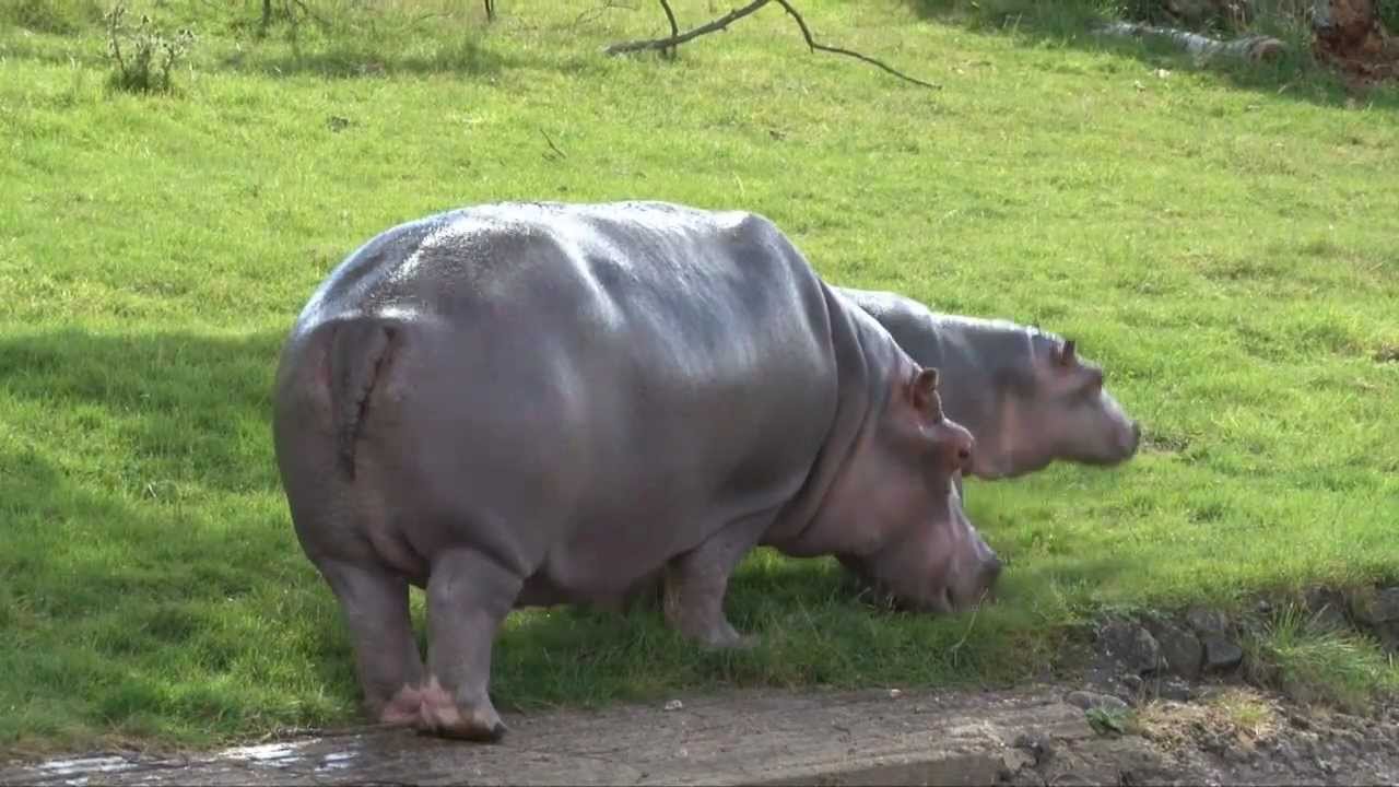 First swim for baby hippo Hula - YouTube