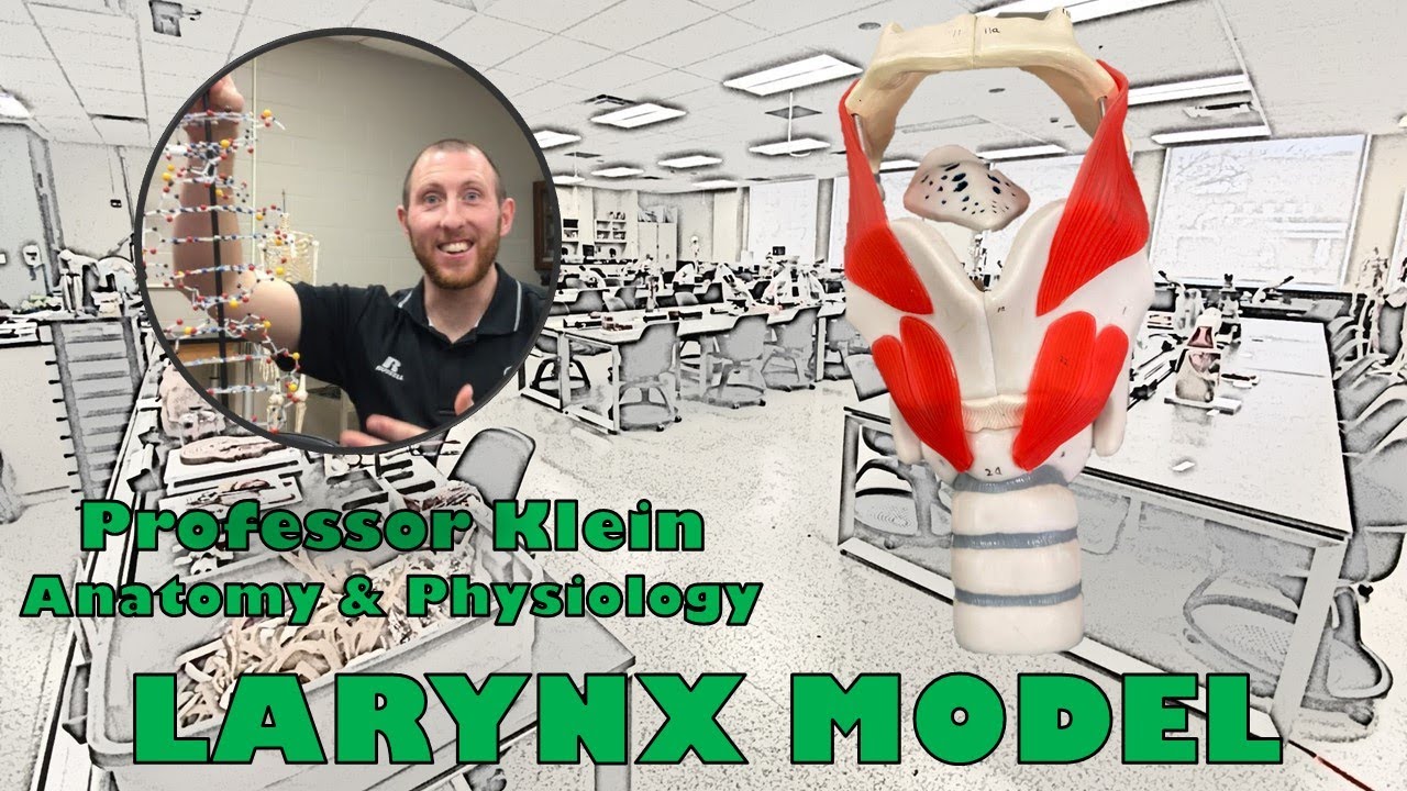 Larynx Model, Vocal Cords, and Trachea - YouTube