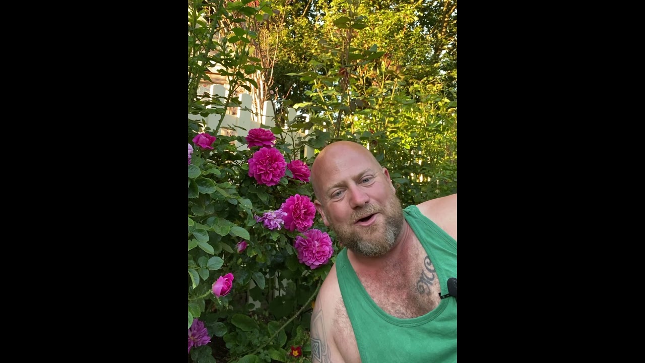 The utterly fablous princess Anne from David Austin roses - YouTube