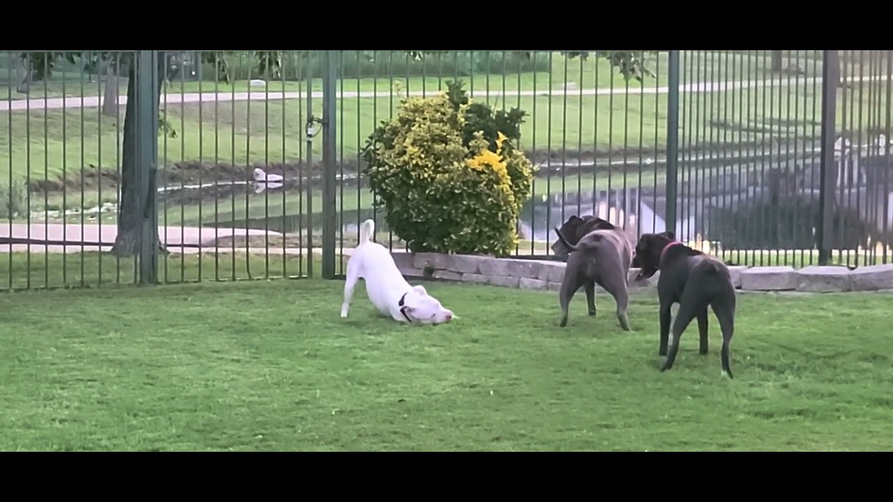 4 dogs playing - YouTube