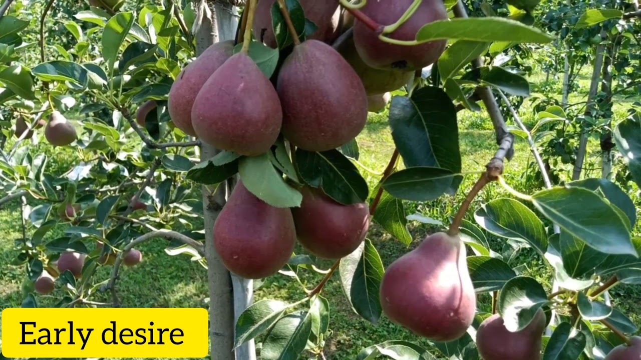 Latest high density pear varities - YouTube