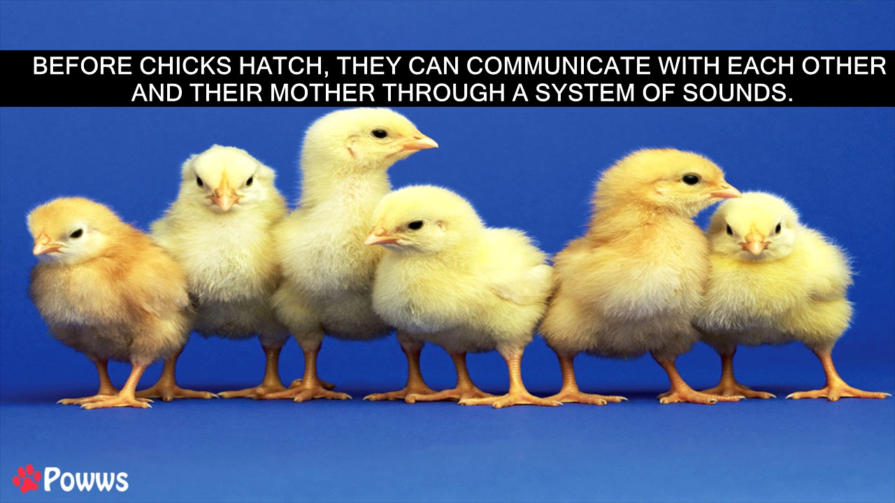 Most Interesting Animal Facts YouTube most-interesting-animal-facts-youtube