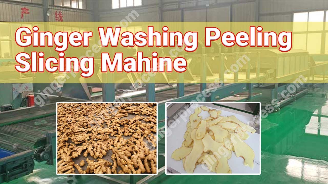 Automatic Ginger Washing Slicing Dryer Machine - YouTube