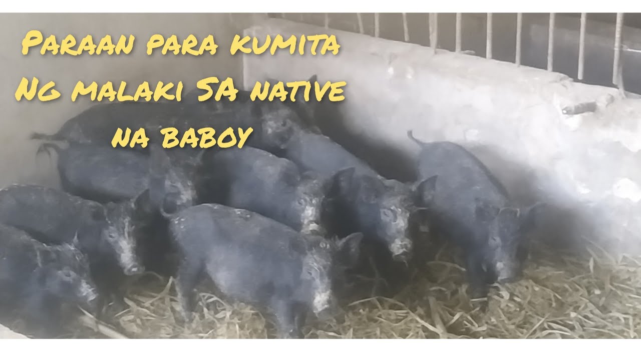 Paraan para kumita Ng Malaki SA native baboy... - YouTube
