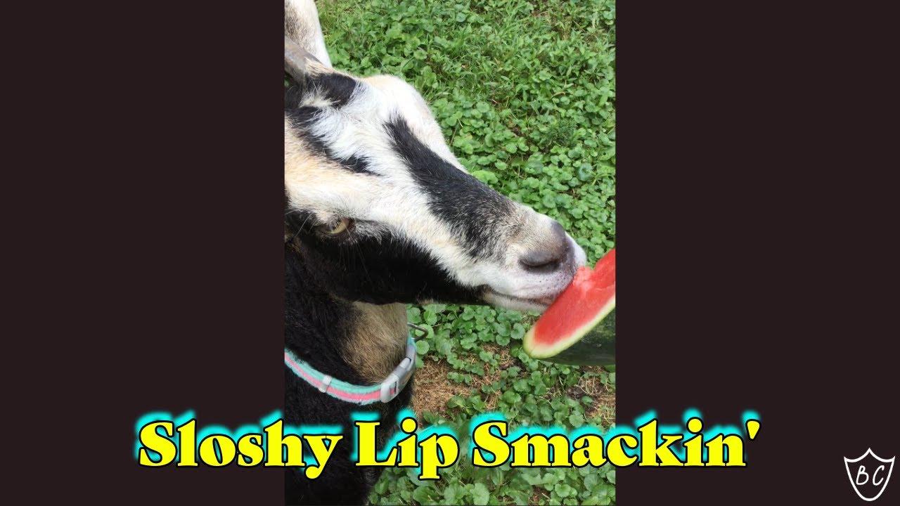 Goat Is Wild for Watermelon! Sloppy Eating ASMR Sounds (Full Video ...