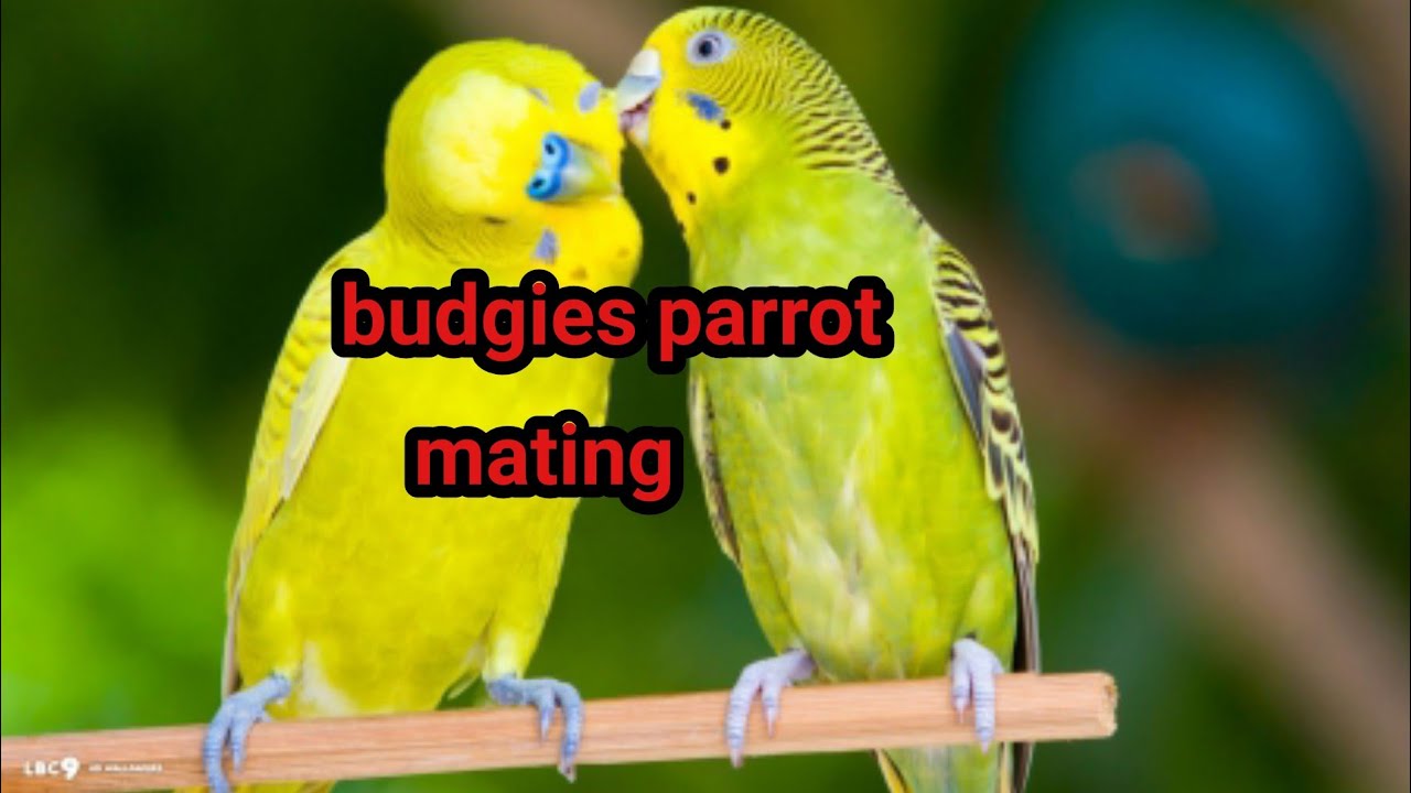 Budgies parrot mating season video | Budgies Breeding season | Birds ...