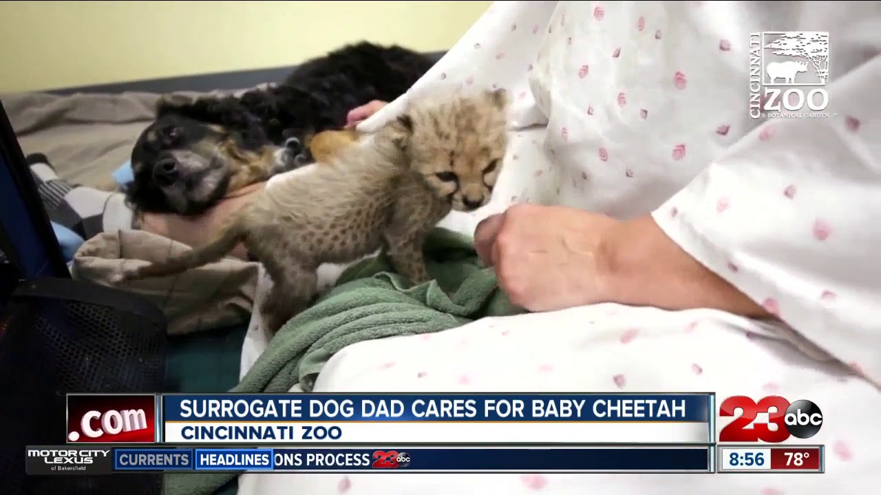 Surrogate dog dad cares for baby cheetah - YouTube