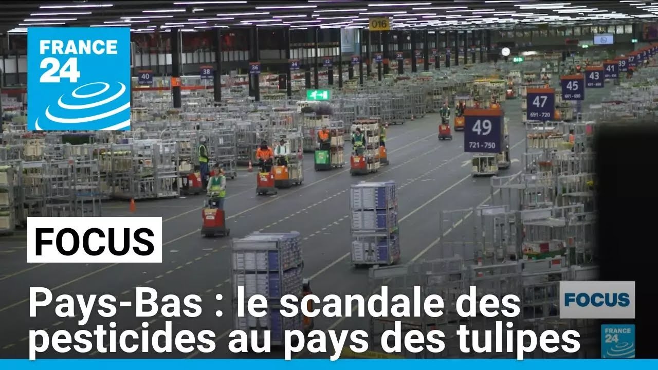Pays-Bas : le scandale des pesticides au pays des tulipes • FRANCE 24 ...