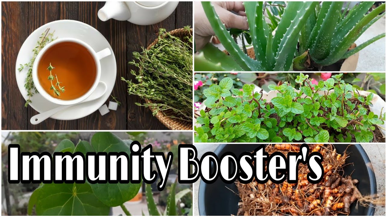 How to boost your immunity through plants, आम पौधों की खास बातें आपके ...