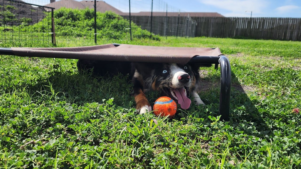 Kacey 7mo Aussie | Best Corpus Christi Dog Trainers - YouTube