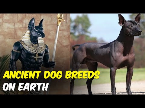 10 Most Ancient Dog Breeds On Earth - YouTube