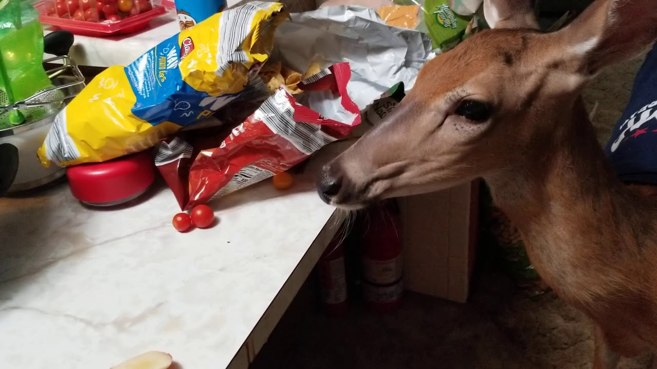 Deer in the kitchen, breakfast buffet! - YouTube